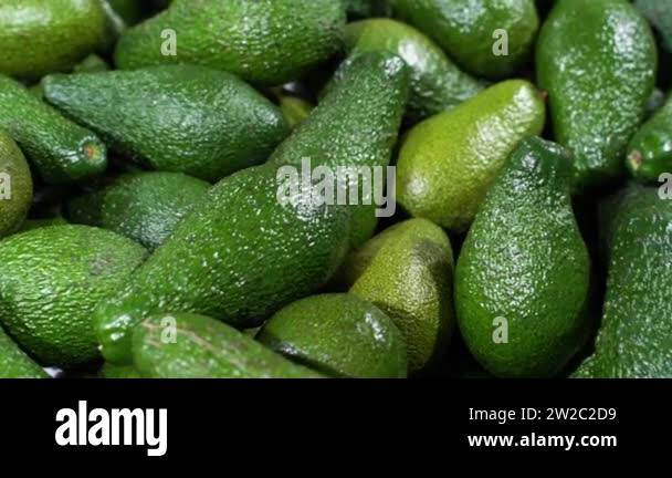 Avocado harvest Stock Videos & Footage - HD and 4K Video Clips - Alamy