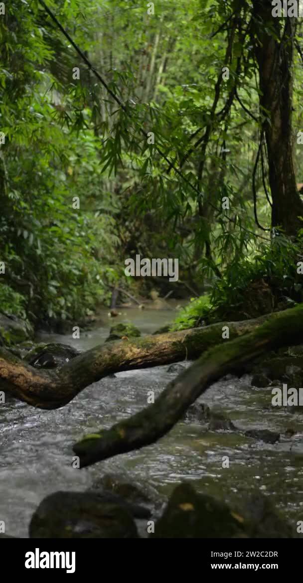 Vertical shot of moss covered the trunk of a tree fell on water stream ...
