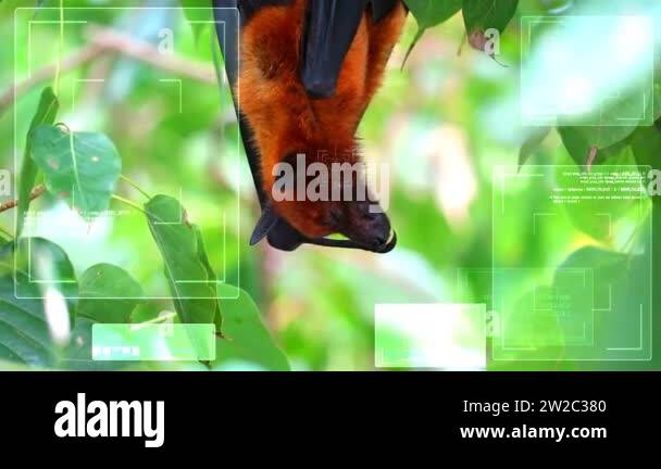 Trade fox Stock Videos & Footage - HD and 4K Video Clips - Alamy