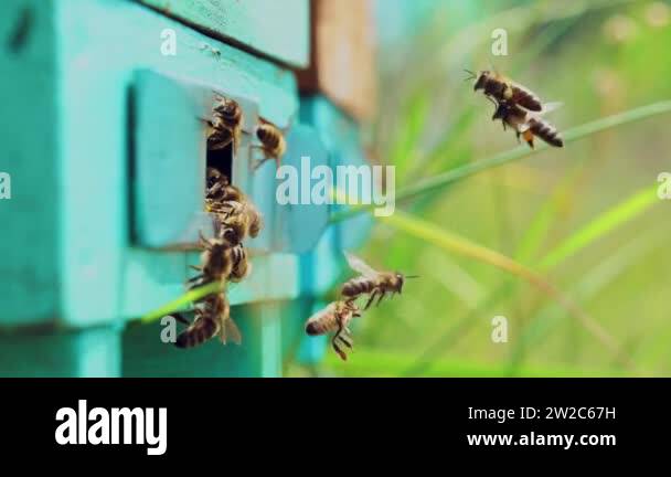 Honey bees hive nature Stock Videos & Footage - HD and 4K Video Clips ...