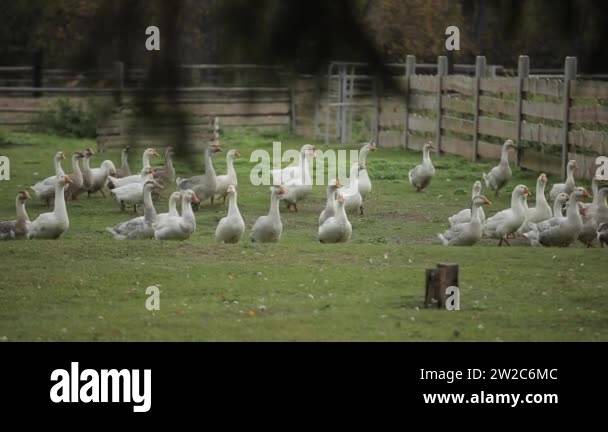 Geese walk in pack in their wooden corral in the fresh air on a farm ...