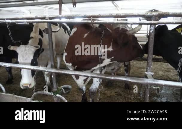 Brown and white cow standing and looking around inside of a large ...