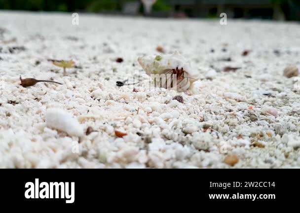 Cute little shell crab coming out carefully from a shell, looks around ...