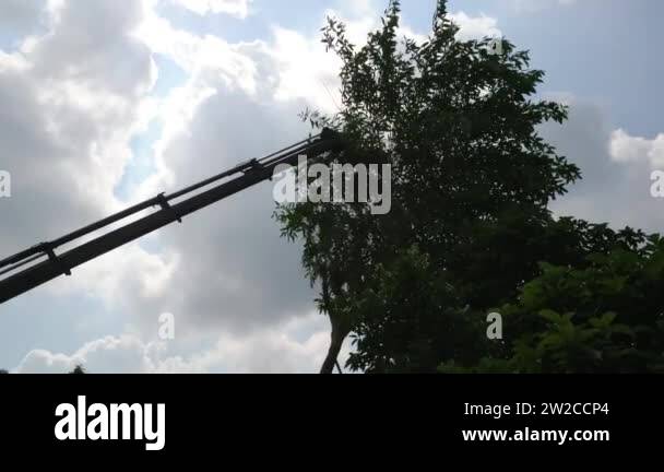 Crown lifted tree Stock Videos & Footage - HD and 4K Video Clips - Alamy