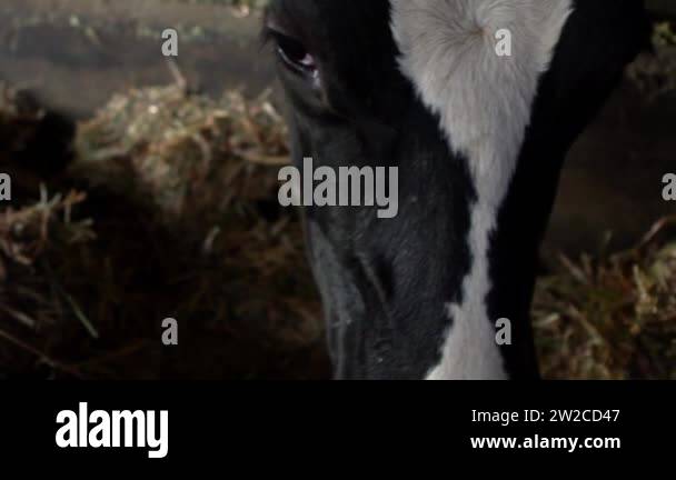 Slow Motion of Close-up cow in barn of dairy farm. Holstein cows ...