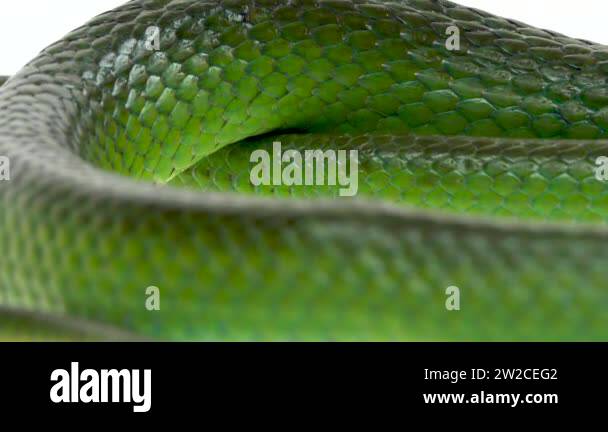 Rhinoceros Ratsnake or Rhynchophis Boulengeri. Also Known as Rhinoceros Snake, Rhino Rat Snake ...
