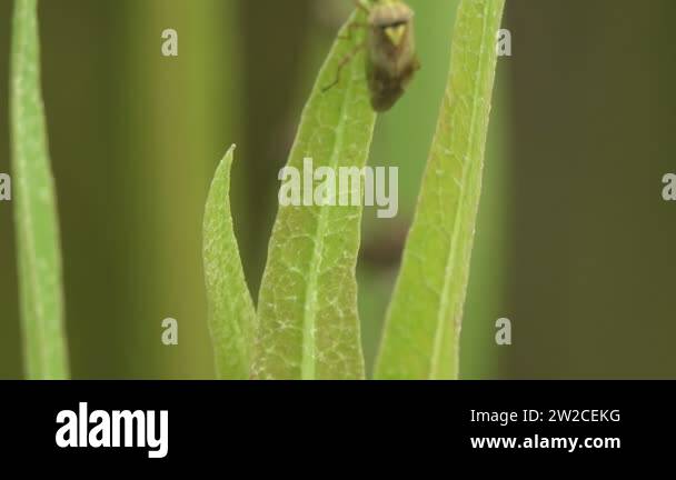 Bug view Stock Videos & Footage - HD and 4K Video Clips - Alamy