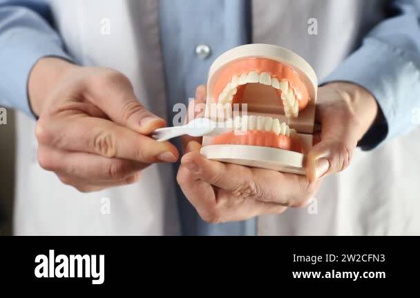 Dentist showing jaw model, giving lesson on proper teeth and oral ...
