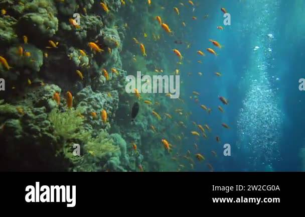 Coral grouper (Cephalopholis miniata), fish slowly swims over a coral ...