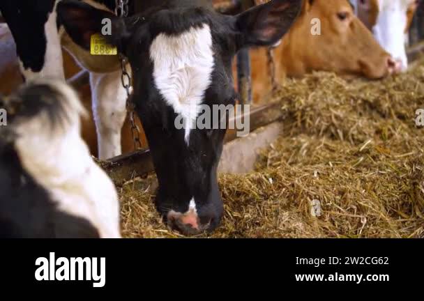 Many cows in the hangar. Modern farm barn with milking cows eating hay ...