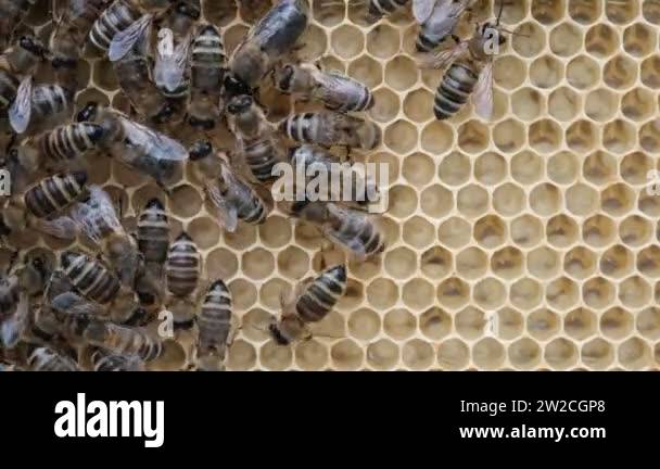 Honey Bee Brood. Brood care. The Birth of a Bee. Worker bee emerging ...