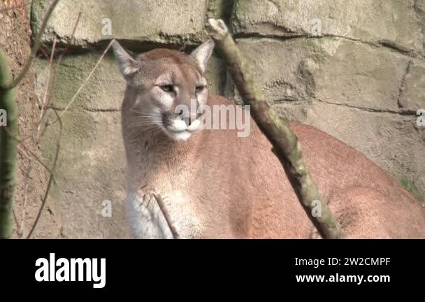 Puma yawning Stock Videos & Footage - HD and 4K Video Clips - Alamy