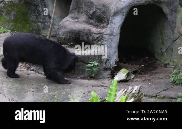An adult Formosa Black Bear walking near to the cave at a day hot ...