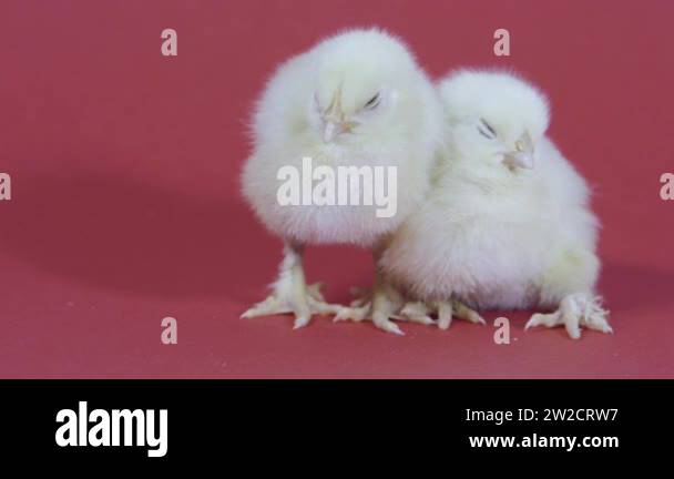 Two sleepy cute yellow chickens. Easter symbol. Fluffy chicks. Pink ...