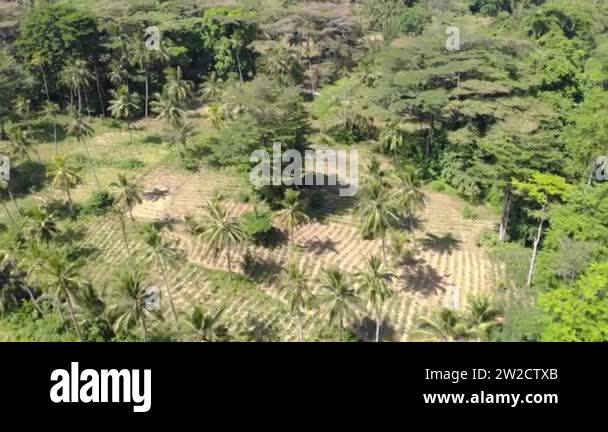 Agriculture Farm close to Africa wild rainforest Ngezi forest reserve ...
