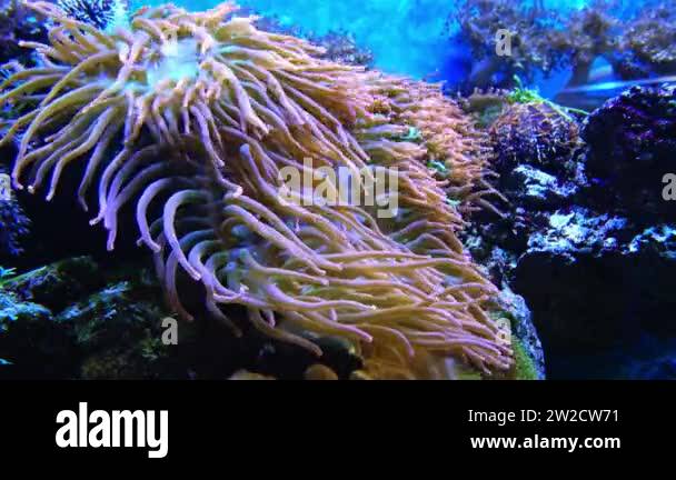 Symbiosis with fish, tentacles of large sea anemone in a marine ...
