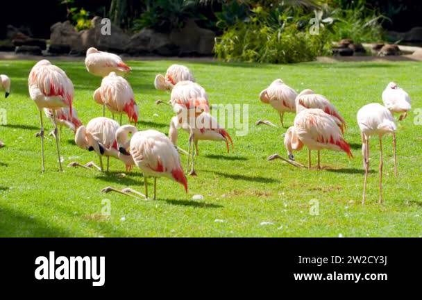 Flock flamingo on grass Stock Videos & Footage - HD and 4K Video Clips ...