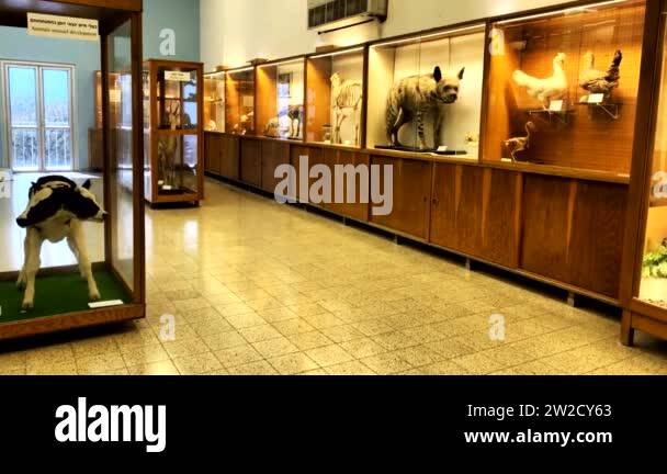 Local fauna Stock Videos & Footage - HD and 4K Video Clips - Alamy