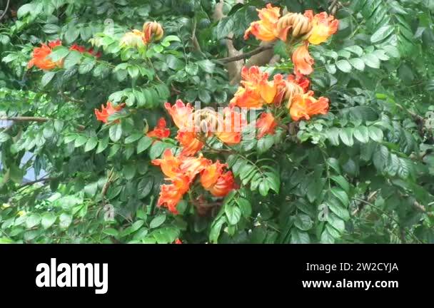 Spathodea campanulata (Kiacret, African tulip, fountain tree, pichkari ...