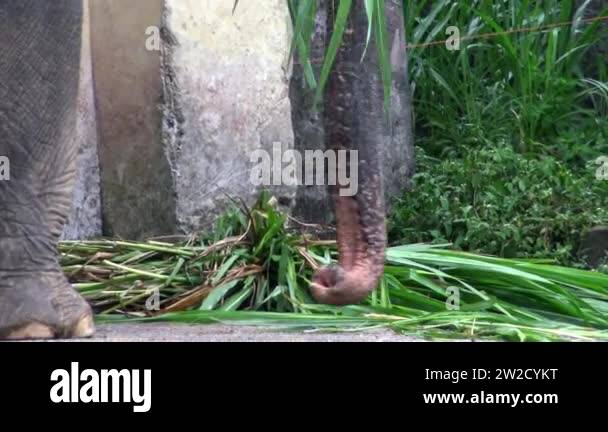 4K, Elephant without tusk is eating grass. Close up of an asiatic ...