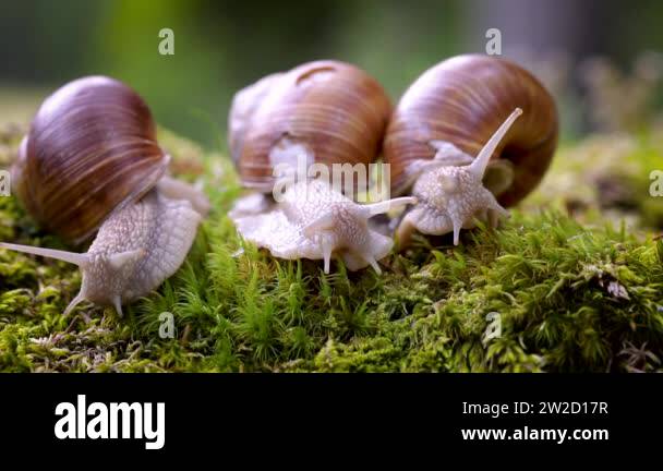Helix pomatia also Roman snail, Burgundy snail, edible snail or ...