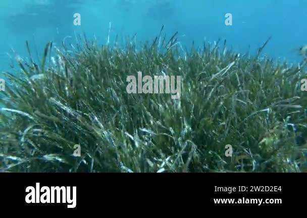 Close-up of dense thickets of marine grass Zostera on blue water ...