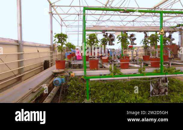 Automatic leaf pruning, Automatic trimming of plants before selling ...