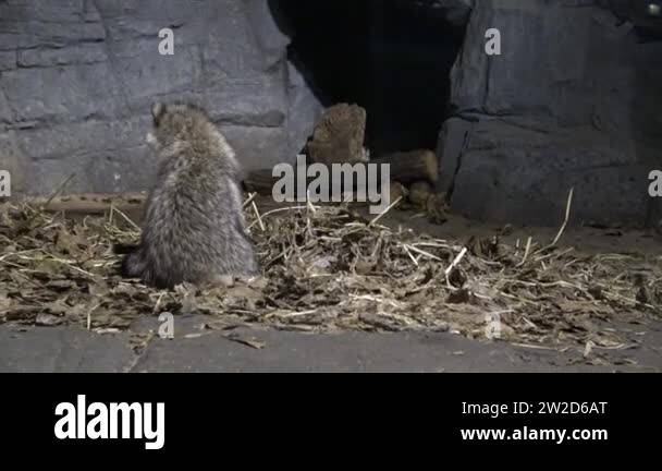 Tanuki animals Stock Videos & Footage - HD and 4K Video Clips - Alamy
