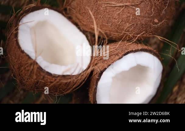 Ripe coconuts on palm branch, rotating background. Top view. Tropical ...