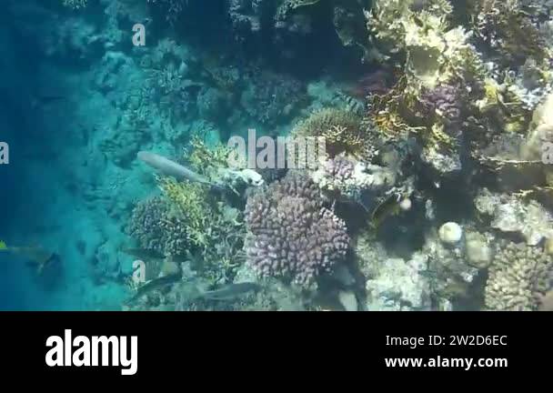 Underwater shooting of the fishes and reef in red sea Stock Video ...