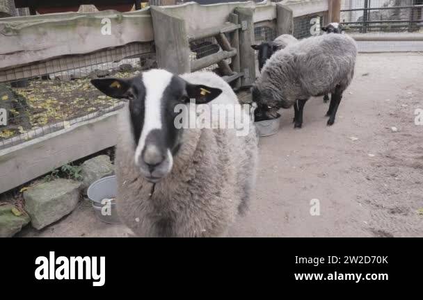 White sheep head Stock Videos & Footage - HD and 4K Video Clips - Alamy