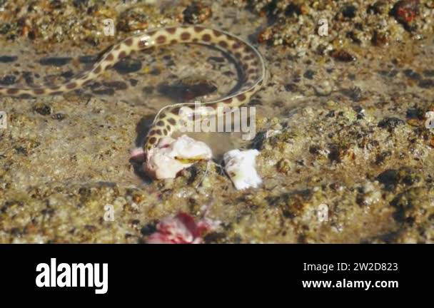 Underwater snake is hunting and feeds in Red sea in Dahab Egypt, slow ...
