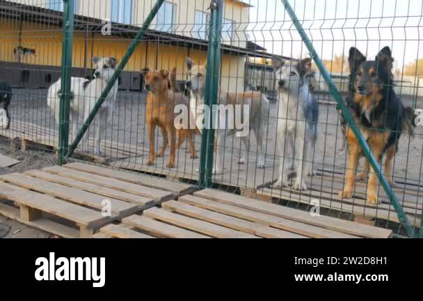 Unwanted and homeless dogs barking in animal shelter and wag their tail ...