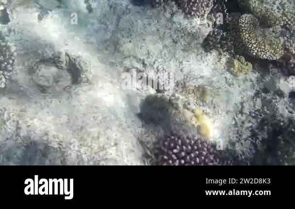 Underwater shooting of the fishes and reef in red sea Stock Video ...