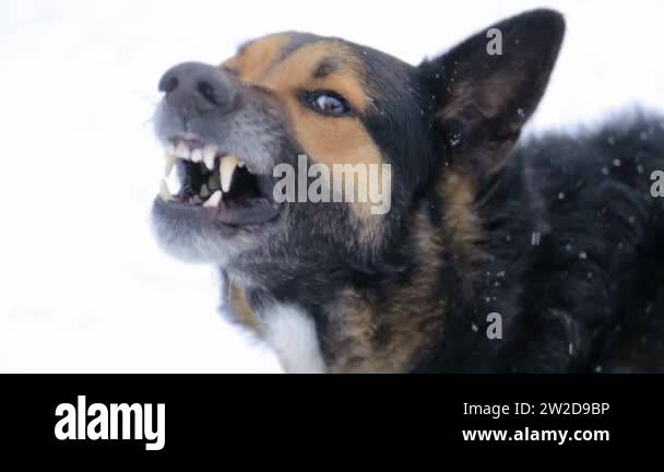 evil dog,Barking enraged angry dog outdoors. The dog looks aggressive ...