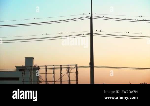Vertical electric pole and flock of birds sitting on horizontal wires ...