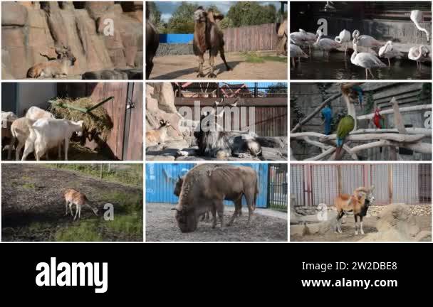 Camel goat Stock Videos & Footage - HD and 4K Video Clips - Alamy