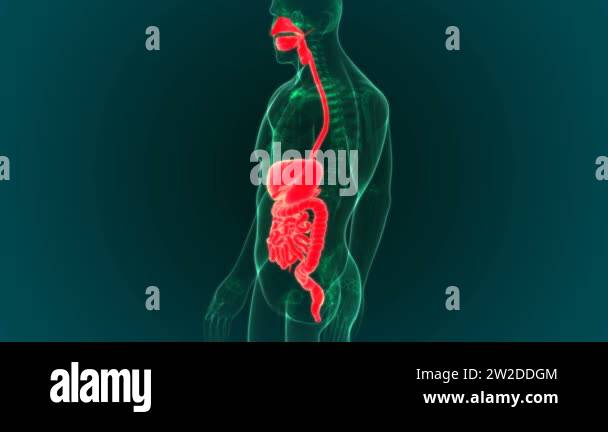 The human digestive system consists of the gastrointestinal tract plus ...