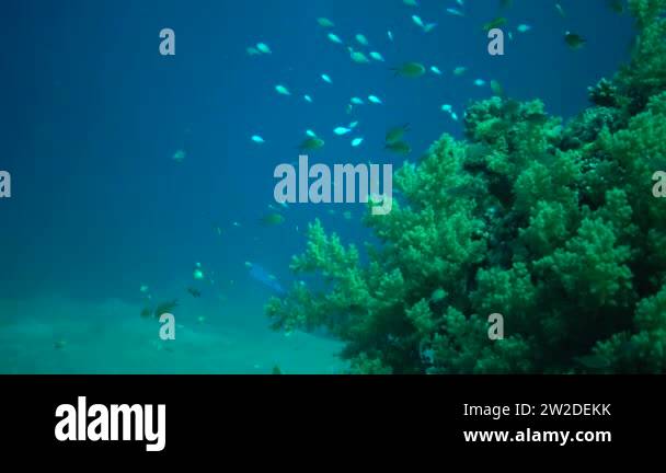 Fish hunt and swim over a coral reef. Divers watch the fish. Red sea ...