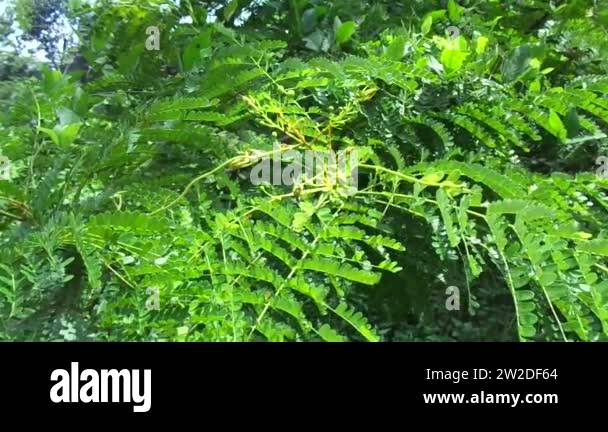 Biancaea sappan (Caesalpinia sappan L., sappanwood, secang, sepang ...