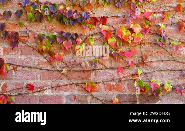 Ivy on brickwork Stock Videos & Footage - HD and 4K Video Clips - Alamy