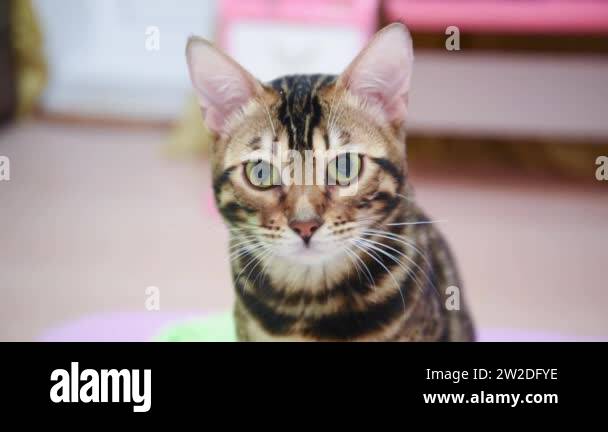 Bengal can Stock Videos & Footage - HD and 4K Video Clips - Alamy