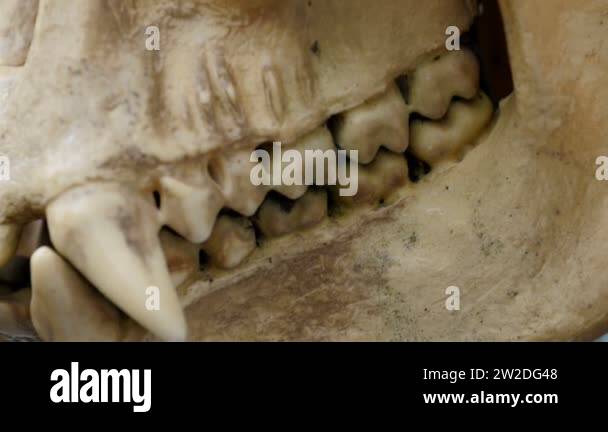 Old skull teeth Stock Videos & Footage - HD and 4K Video Clips - Alamy