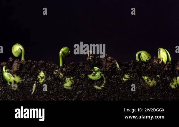 Macro Time lapse video of a bean seeds growing from the ground in soil ...