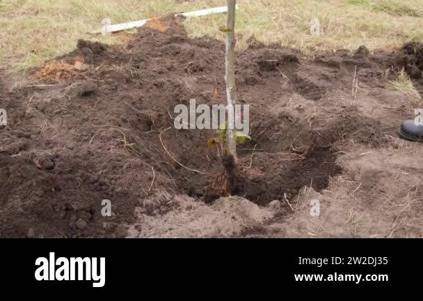 Tree planting. The tree is planted in a dug hole and pour the earth ...