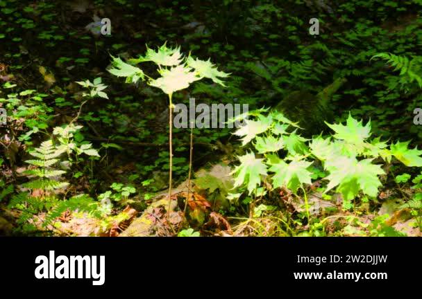 Maple tree seedling Stock Videos & Footage - HD and 4K Video Clips - Alamy
