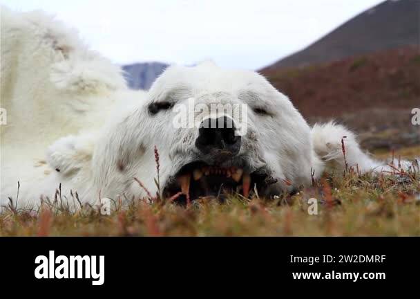 Body carcass Stock Videos & Footage - HD and 4K Video Clips - Alamy