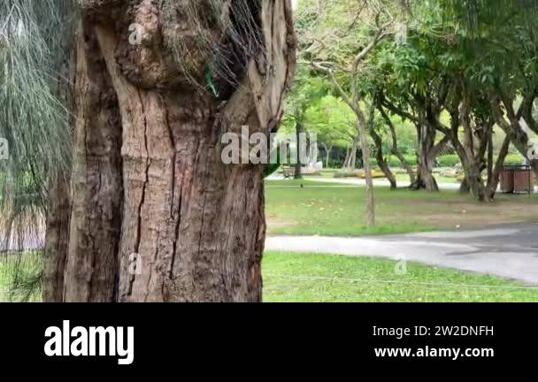 4K, Taiwan Barbet make a nest in a tree of forest park at Taipei city ...