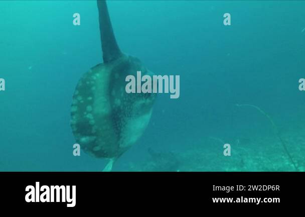 Ocean sunfish mola mola bali Stock Videos & Footage - HD and 4K Video ...