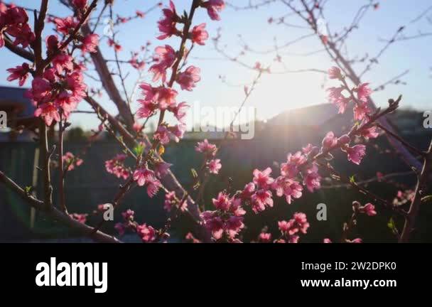 Pink flowers on tree branches, spring blossom, early morning sun rays ...